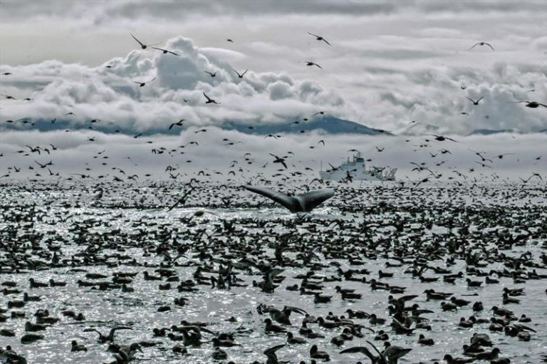 Cruising Aleutian Islands, a rarely seen side of nature – Blue Explorer