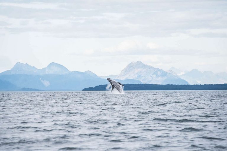 Cruising Aleutian Islands, a rarely seen side of nature – Blue Explorer