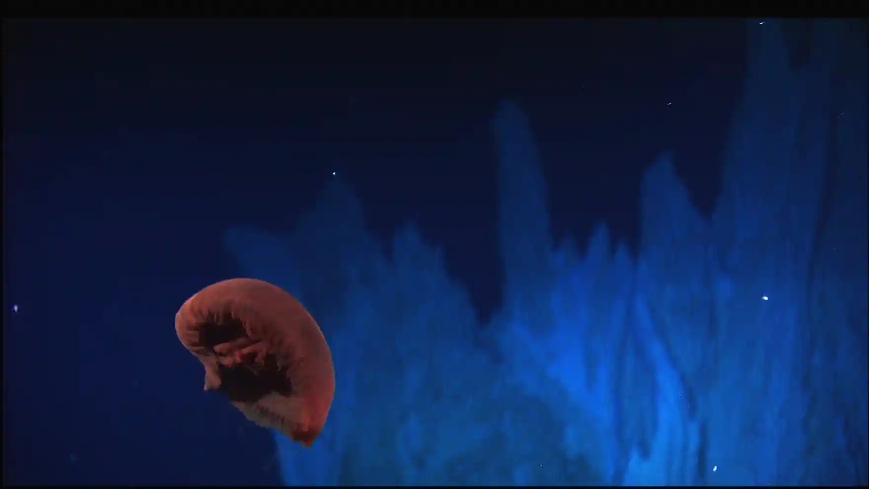 Five amazing ocean sites to make the first protected high seas areas ...