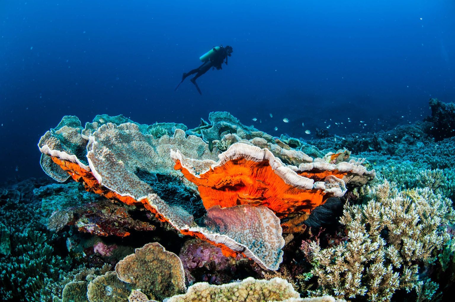 A slice of paradise in Banda islands – Blue Explorer