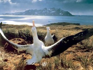 The amazing Albatross, sea bird than can go years without landing ...
