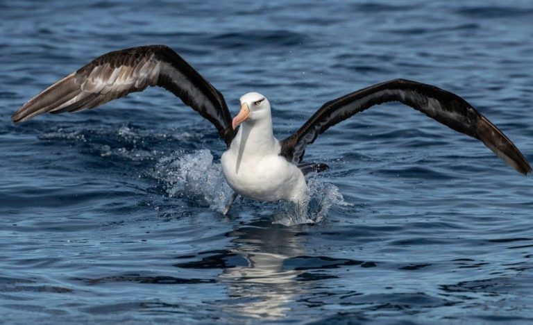 The amazing Albatross, sea bird than can go years without landing ...