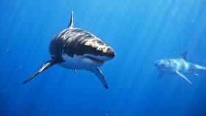 Deep Blue: a legend of the deep and a symbol of the ocean’s fragile ...